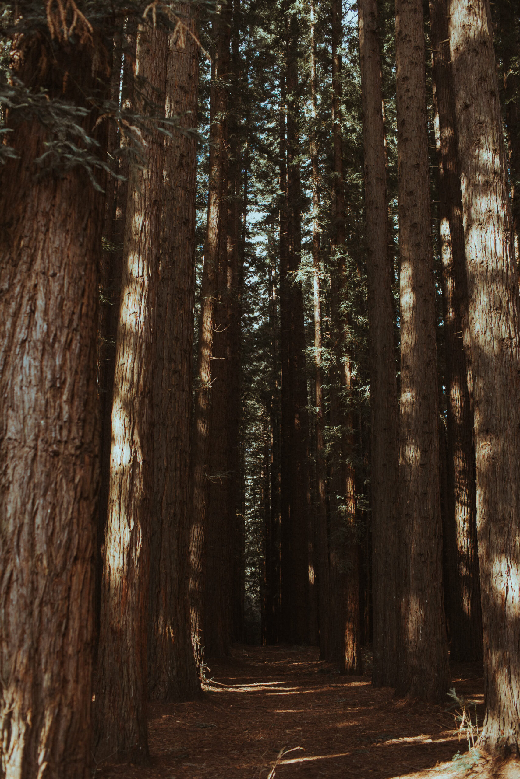 Romance among the redwoods: Portraits of Melbourne forest styled shoot ...